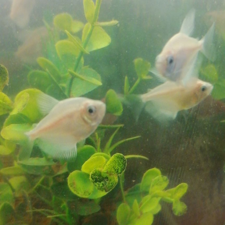 Аквариумные рыбки