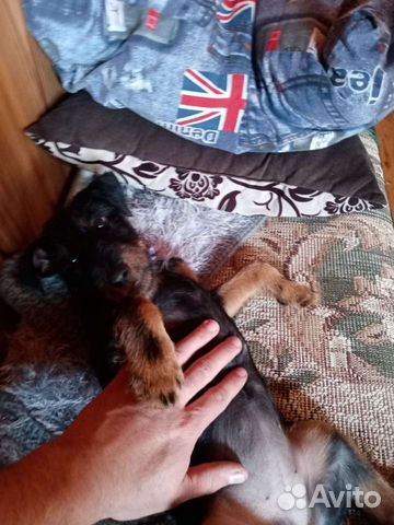 Щенки ягдтерьера