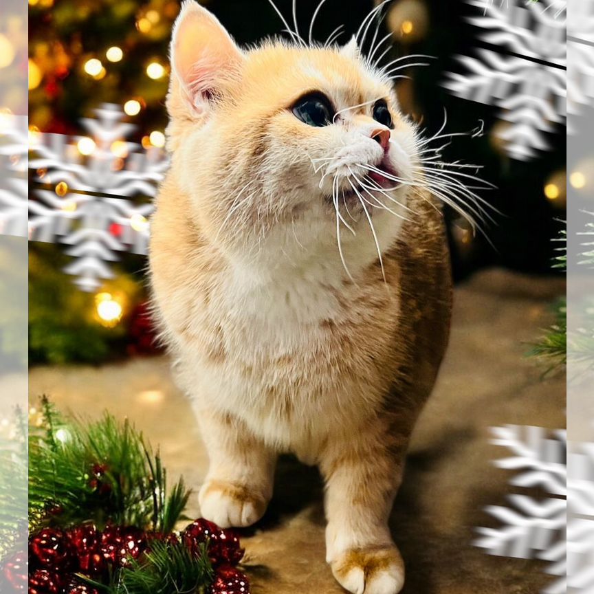 Британская короткошёрстная, взрослая кошка