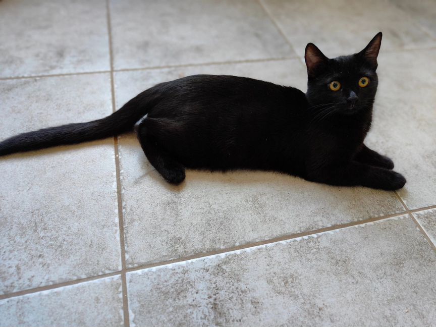 Красотка Беся ищет дом