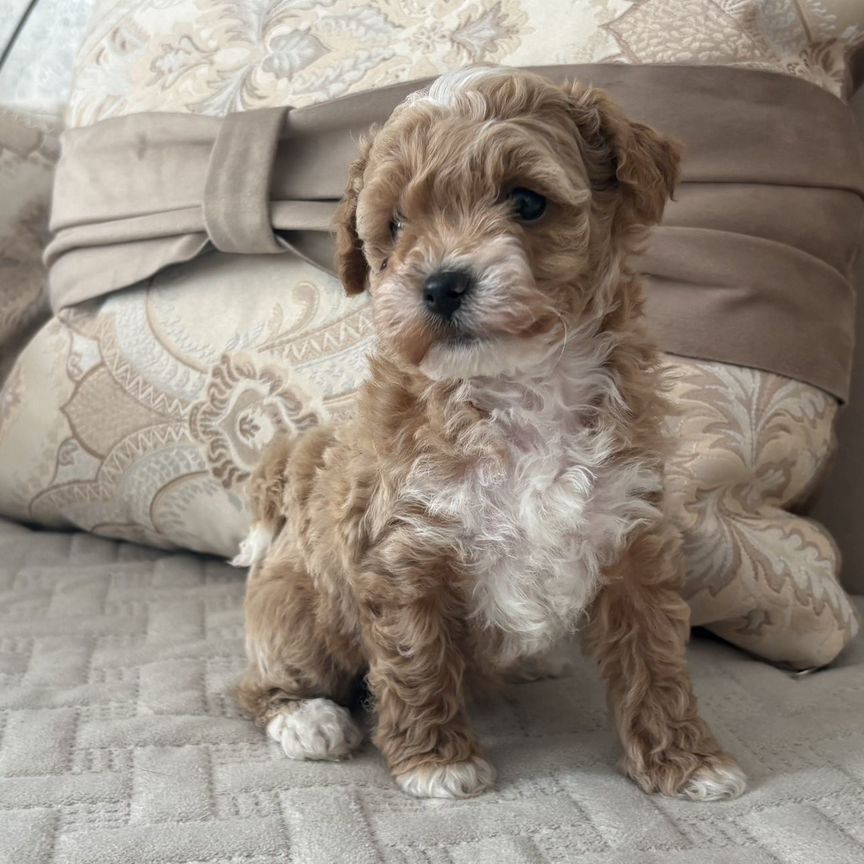 Бишон фризе, щенок