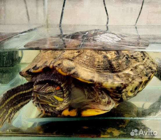 Красноухая черепаха бесплатно