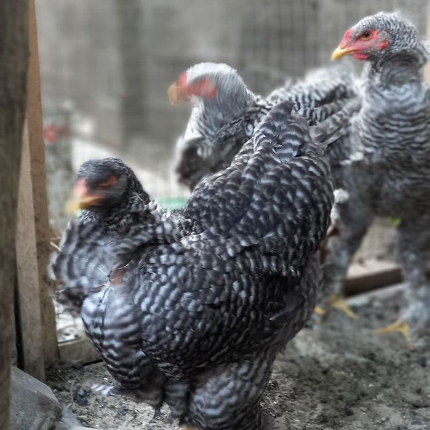 Брама Ястребиная