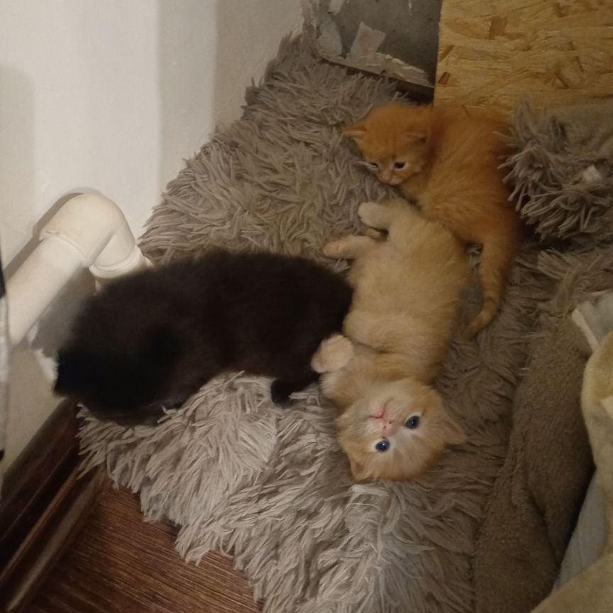 Котята в добрые руки)