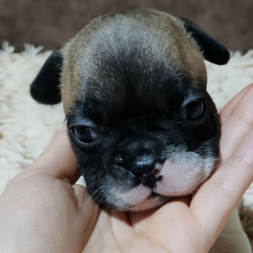 Французский бульдог, щенок