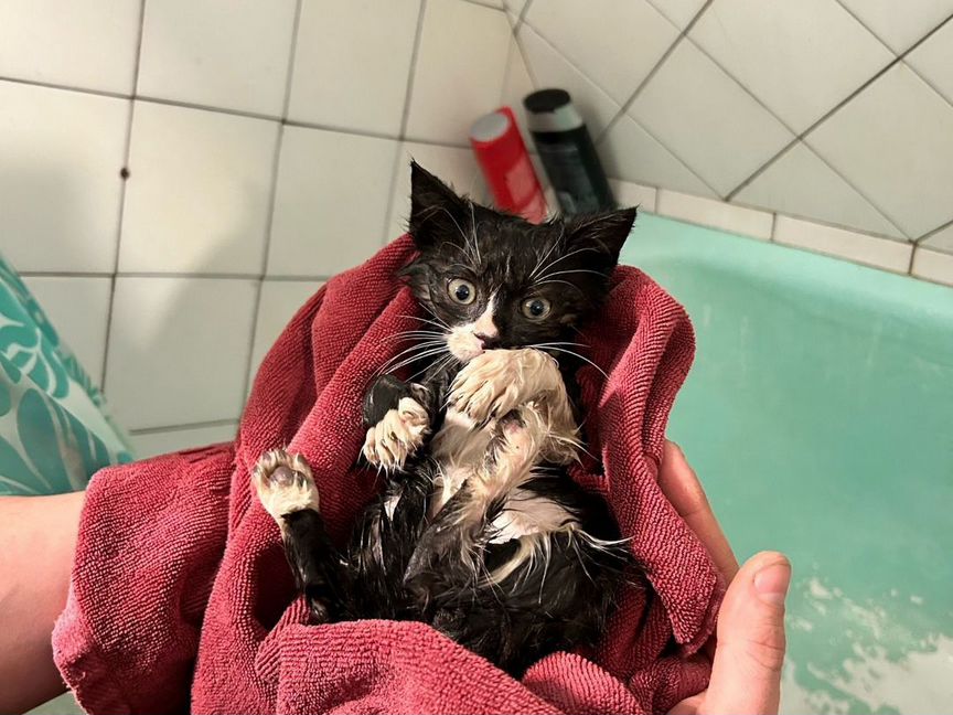 Котёнок(мальчик) в добрые руки