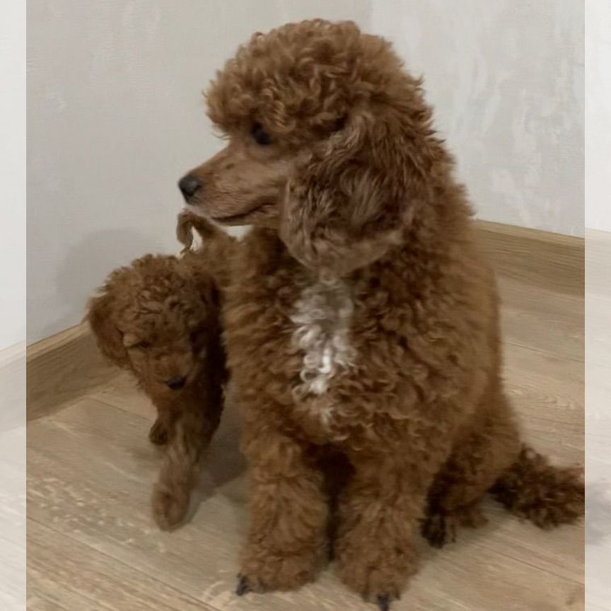 Той-пудель, щенок