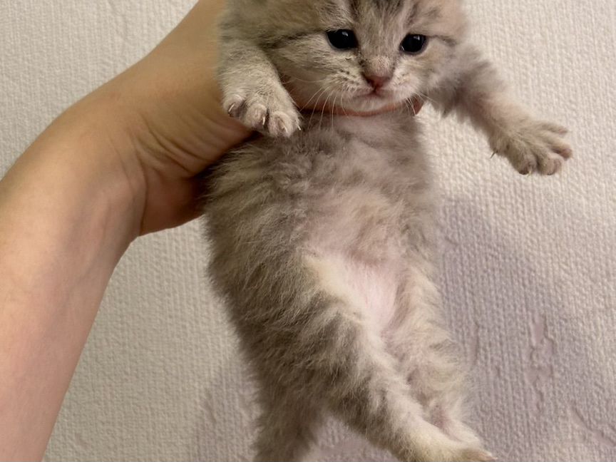 Шотландские котята шиншилла