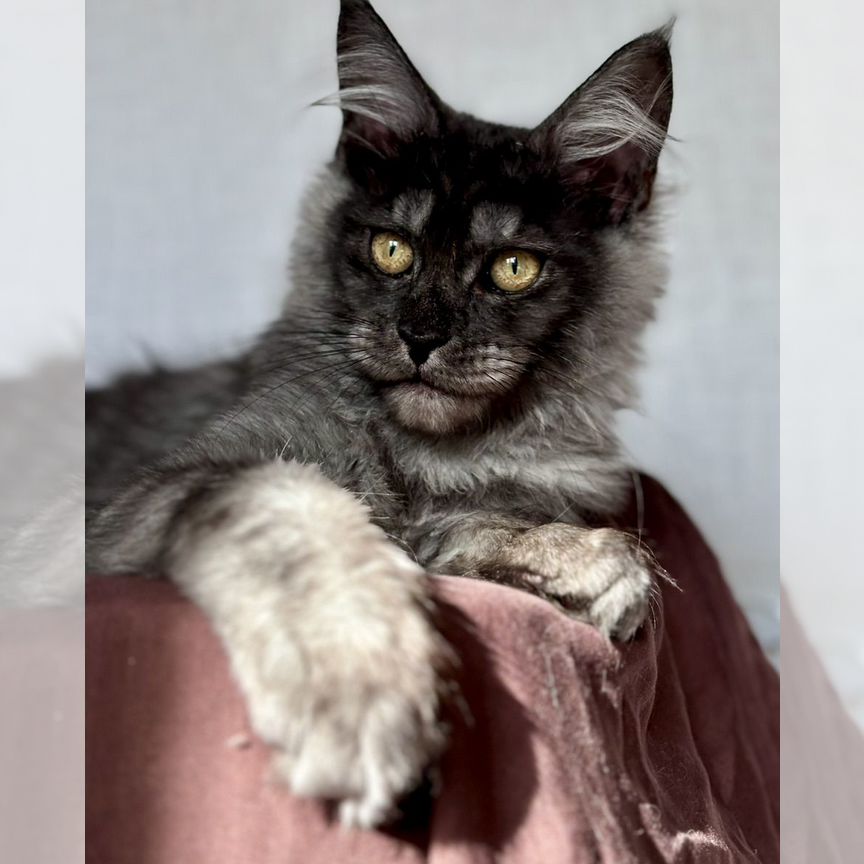 Котята мейн-кун