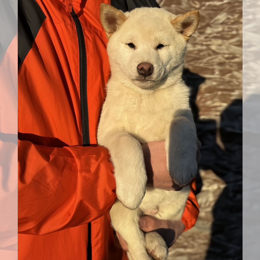 Сиба-ину, щенок