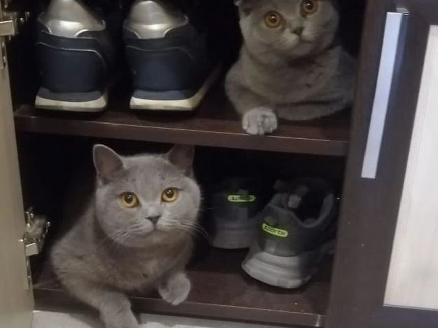 Кошки в добрые руки