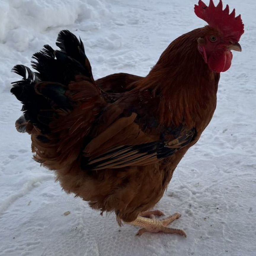 Молодые петухи домашние