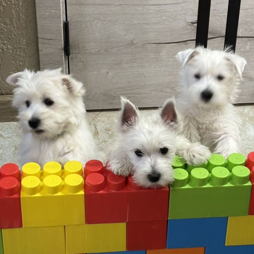 Вест-хайленд-уайт-терьер, щенок