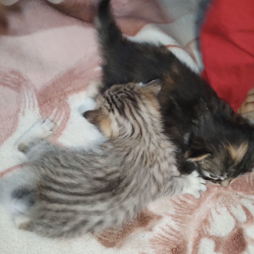Котята