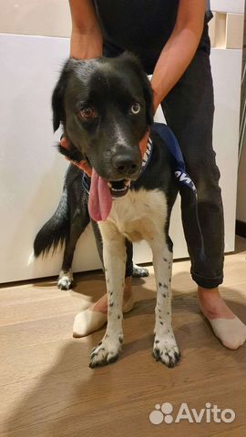 Найден кобель