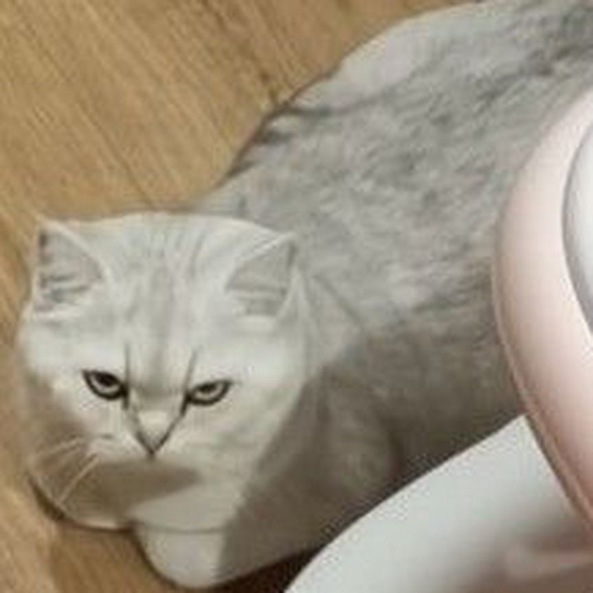 Шотландская прямоухая длинношёрстная, взрослая кошка