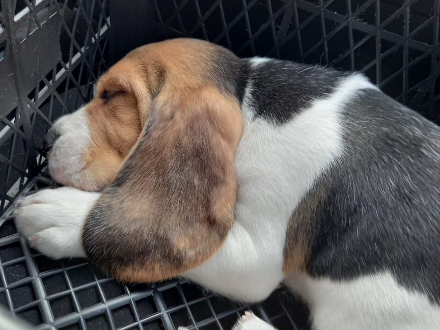 Щенки бигль