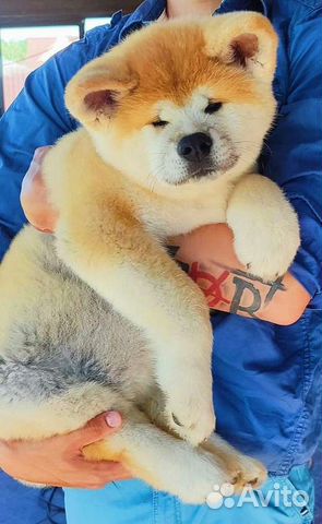 Шикарные щенки акита-ину)