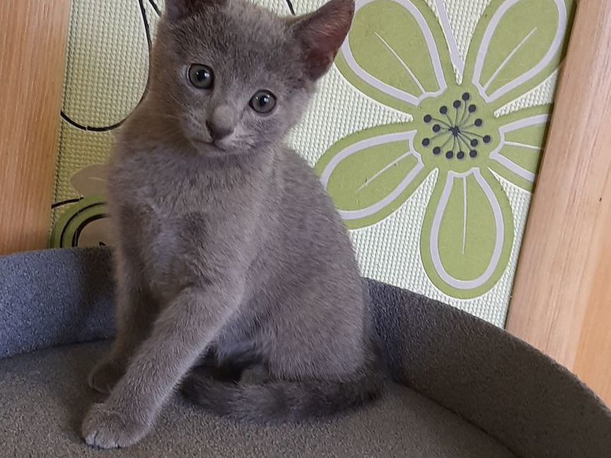 Котята русская голубая
