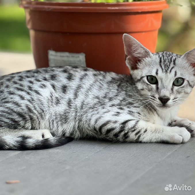 Саванна Ф5 серебро