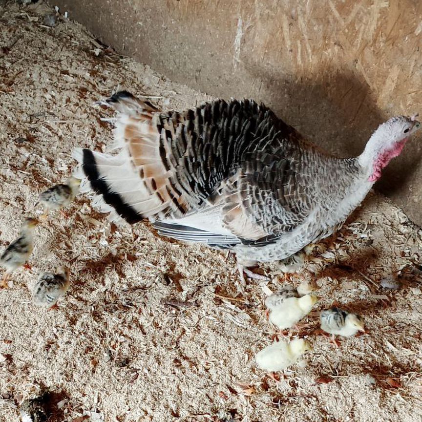 Индюшки 20 дней