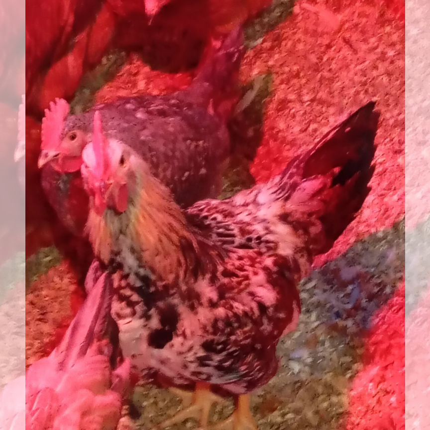 Домашние молодые петухи 2 и 3 месяца