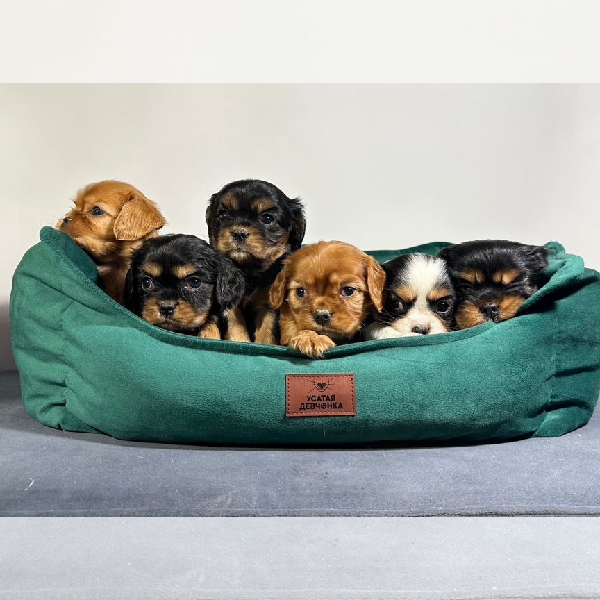 Кавалер кинг-чарльз-спаниель, щенок