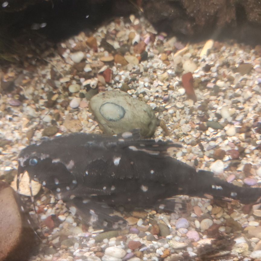 Агамикс белопятнистый