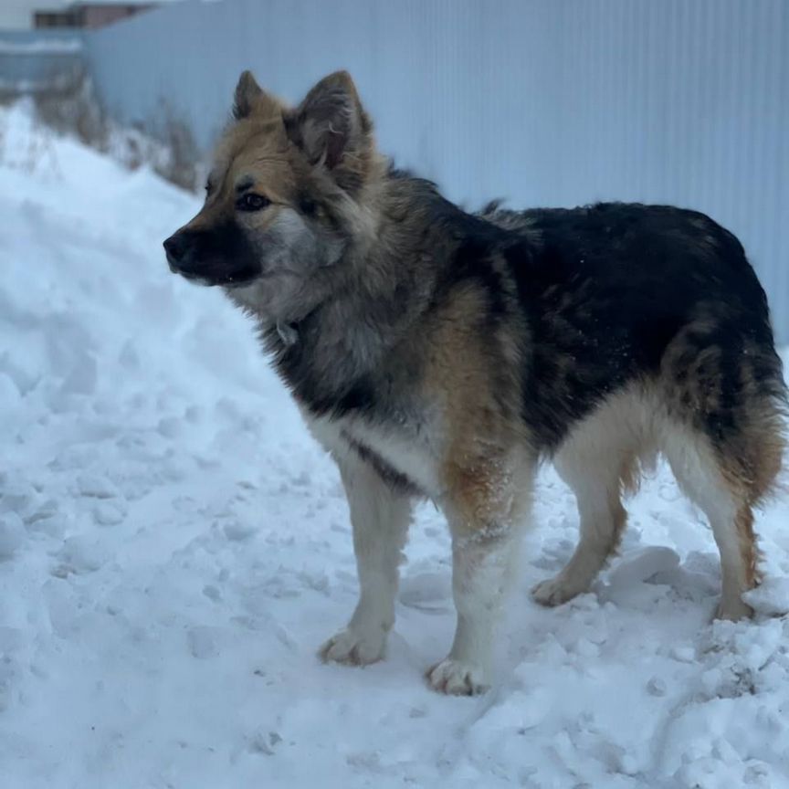 Пушистик по кличке Пальма