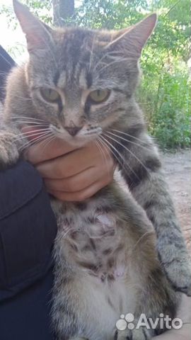 Мышеловка Моника