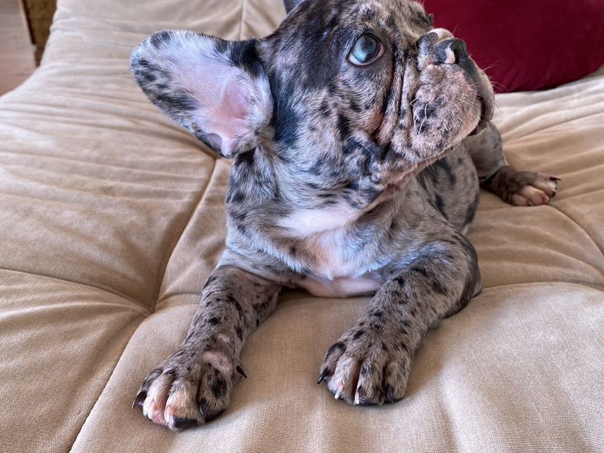 Французский бульдог