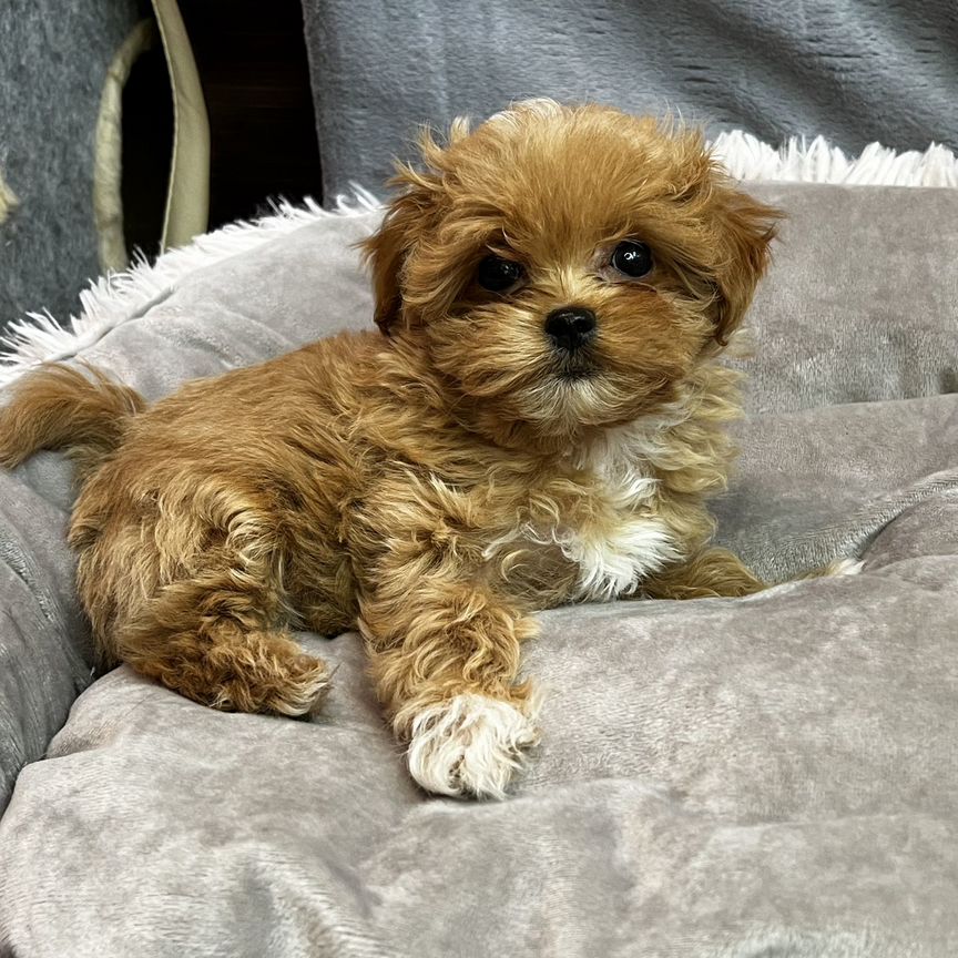 Мальтипу, щенок