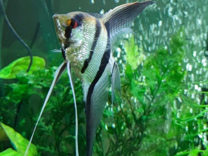 Скалярия - взрослый самец