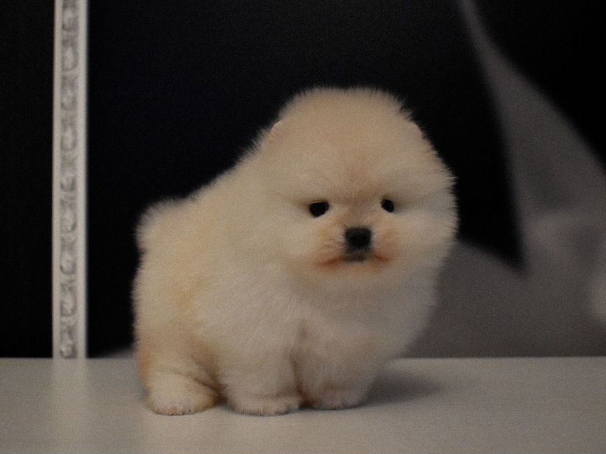 Кремовая помераночка