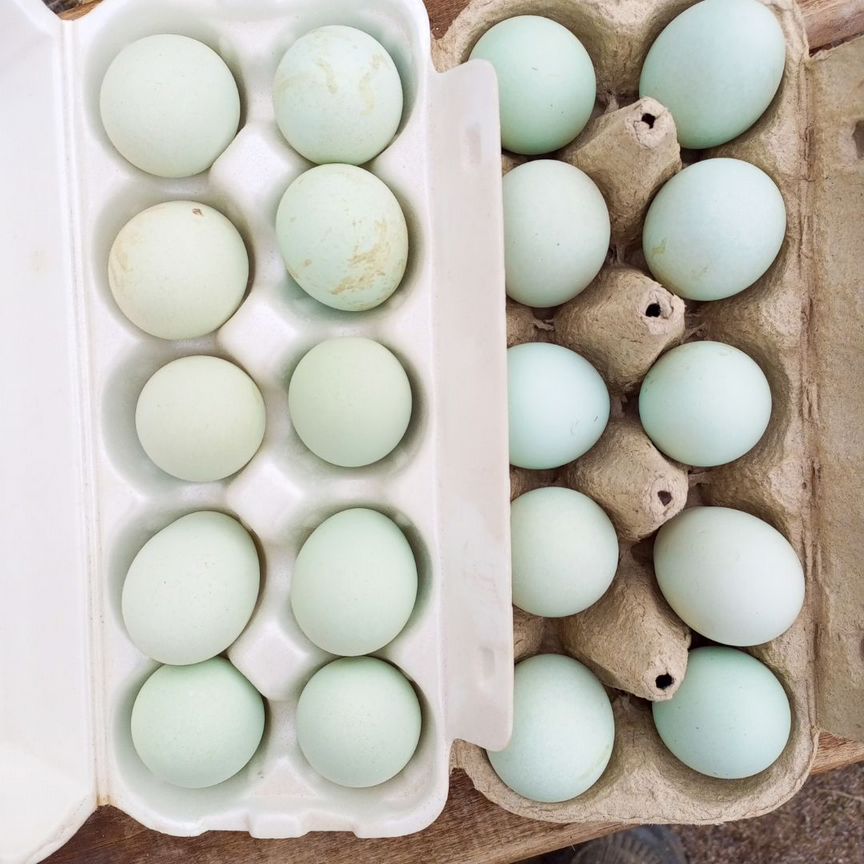 Инкубационное яйцо кур Амеруакана