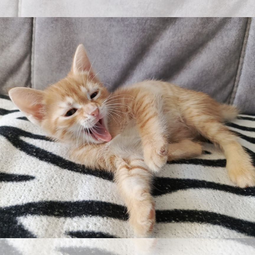 Котята родились 4 февраля, мальчик и девочка