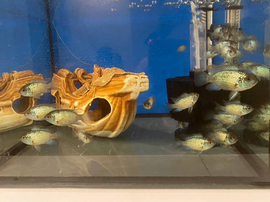 Аквариумные рыбки нанокара