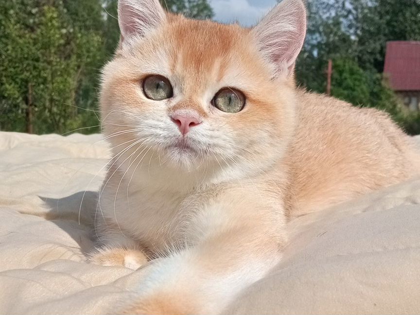 Красавец золотая шиншилла