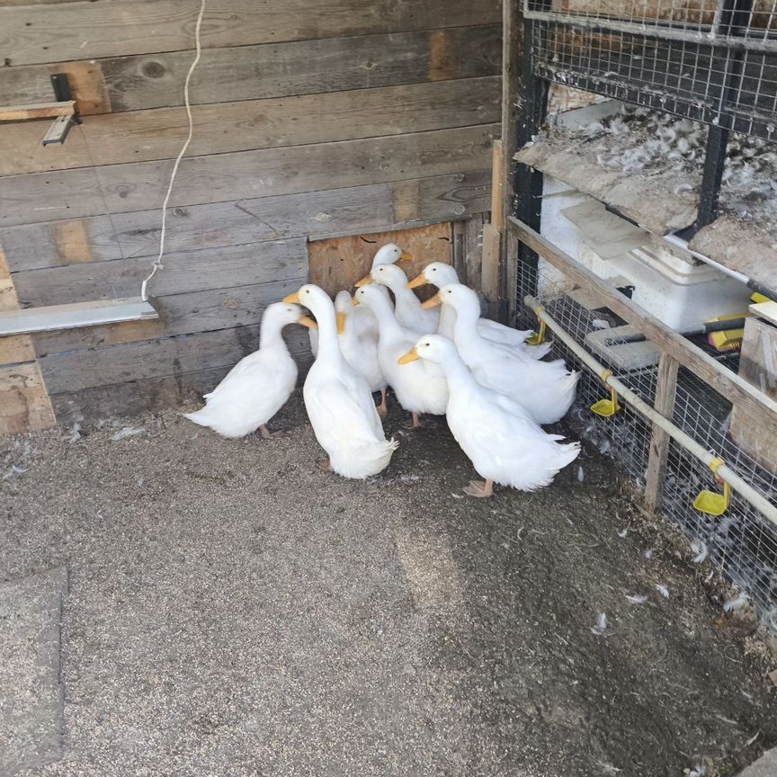 Утки бройлерные живым весом