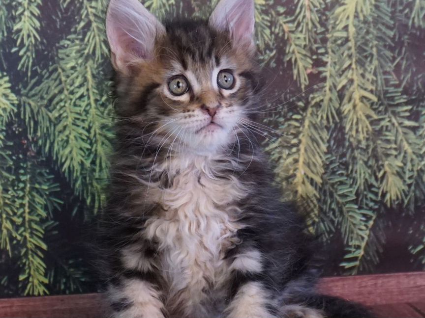 Котик Мейн-кун