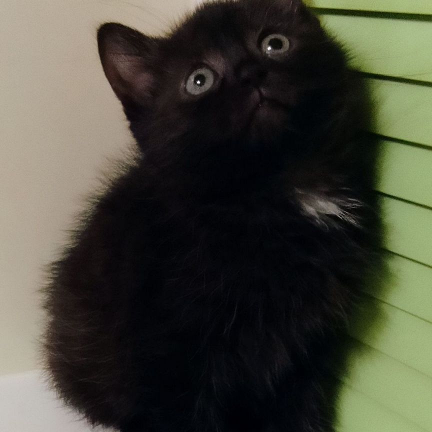 Сибирская девочка