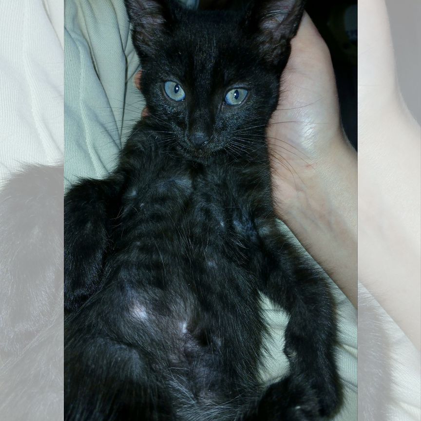 Котёнок в добрые руки