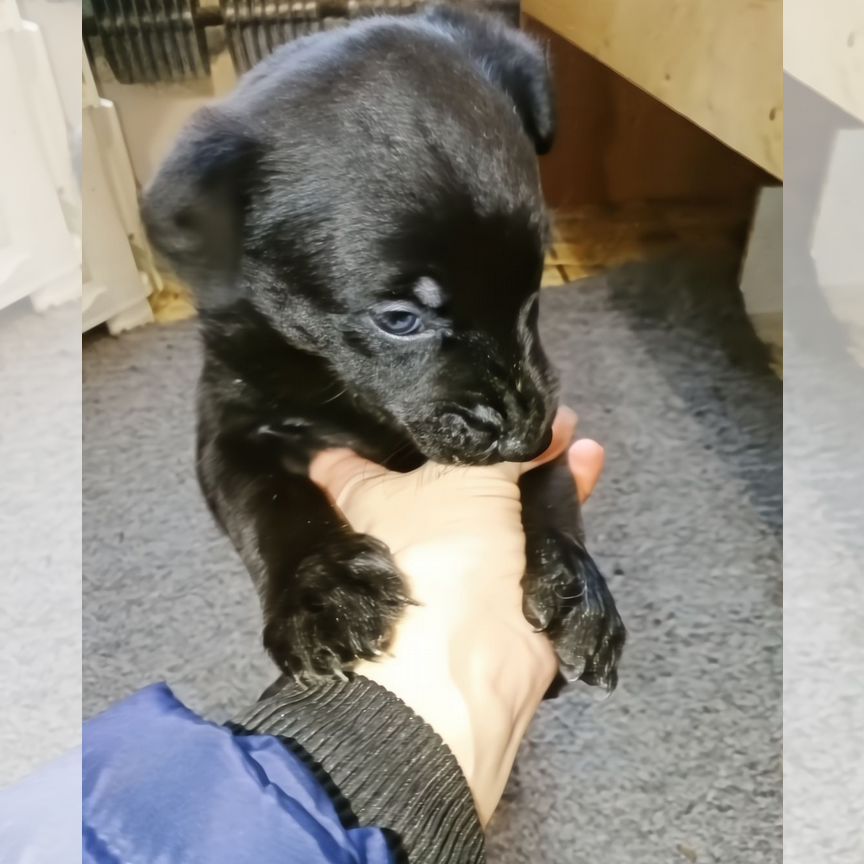 Щенок в добрые руки