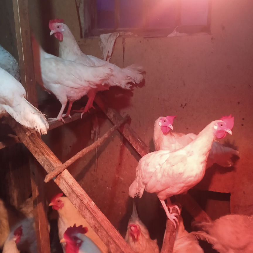 Куры несушки продам