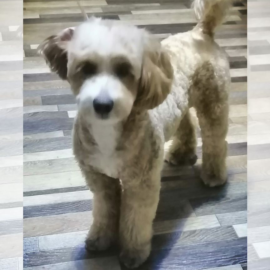 Мальтипу, вязка