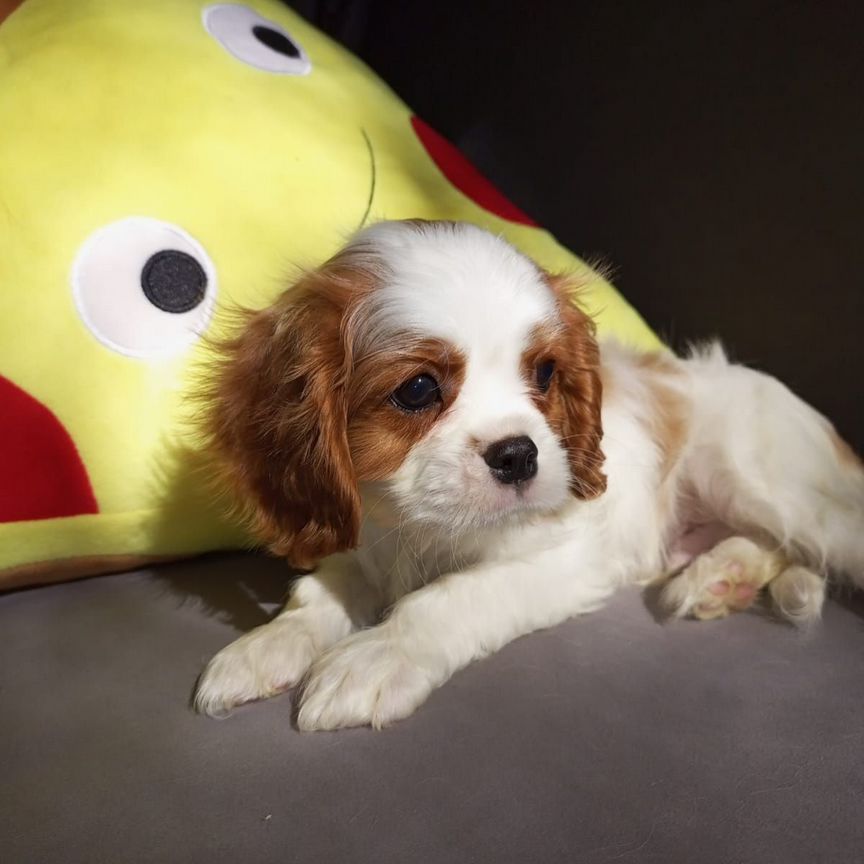 Кавалер Кинг Чарльз Девочки и Мальчики с РКФ