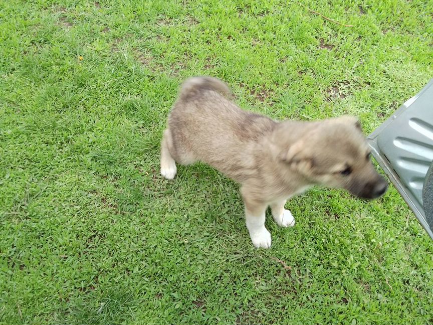 Щенок в добрые руки бесплатно