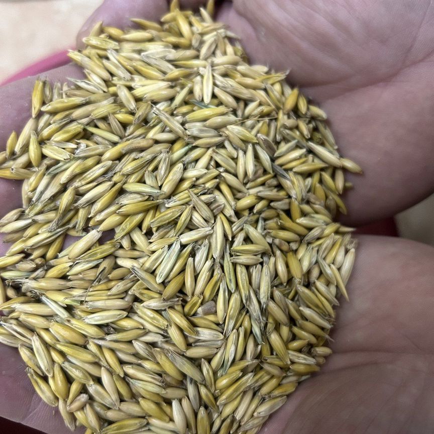 Овес в мешках