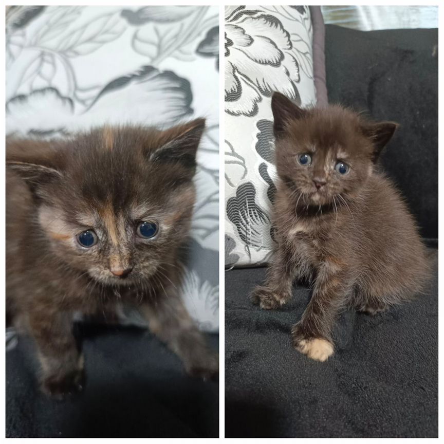 Мейн-кун котёнок