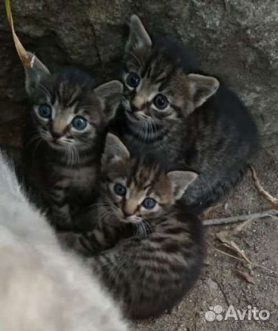 Котята просят о помощи